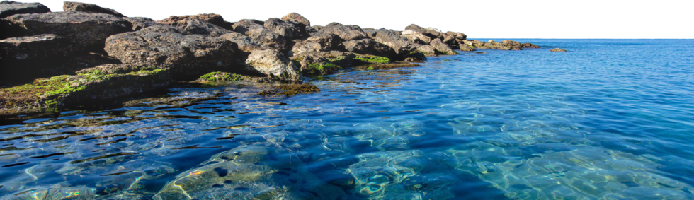 20 Congreso SAFH | 20 Congreso SAFH